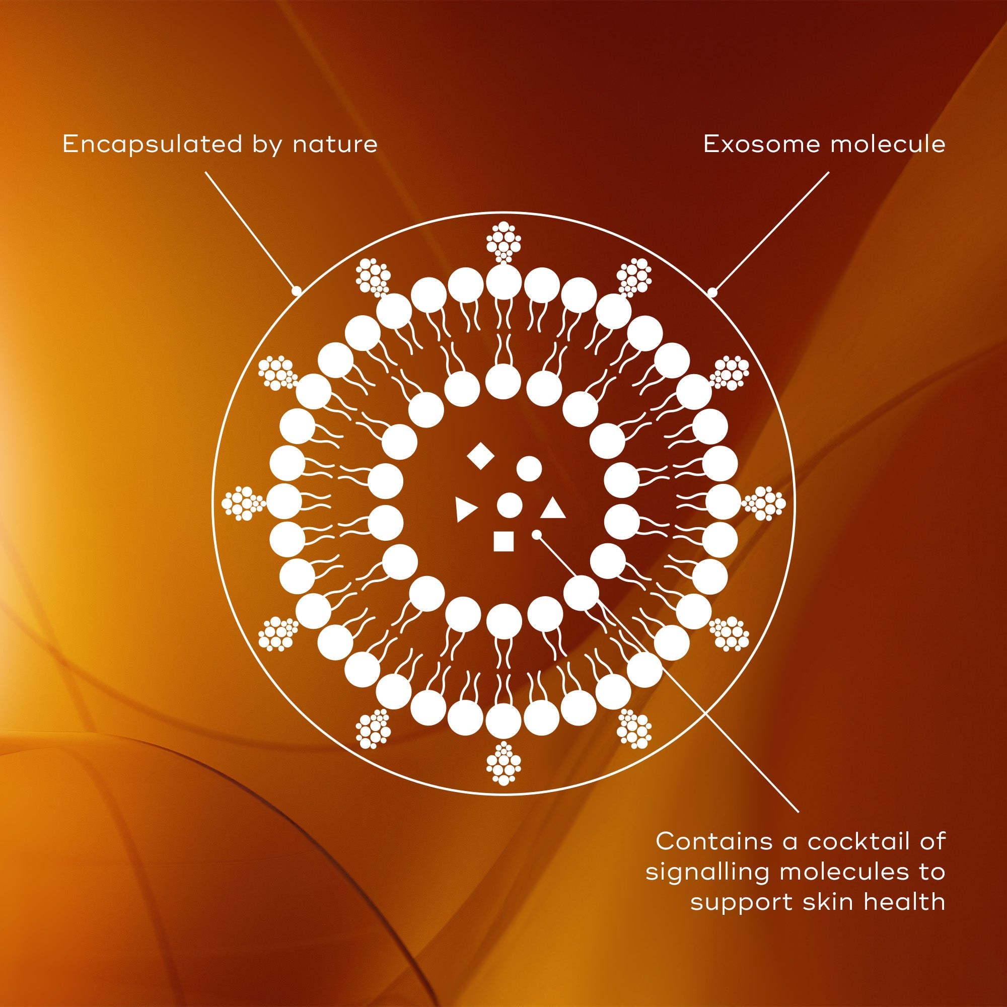 Gerichte huidverzorging op basis van vitamine C en fyto-exosomen ...